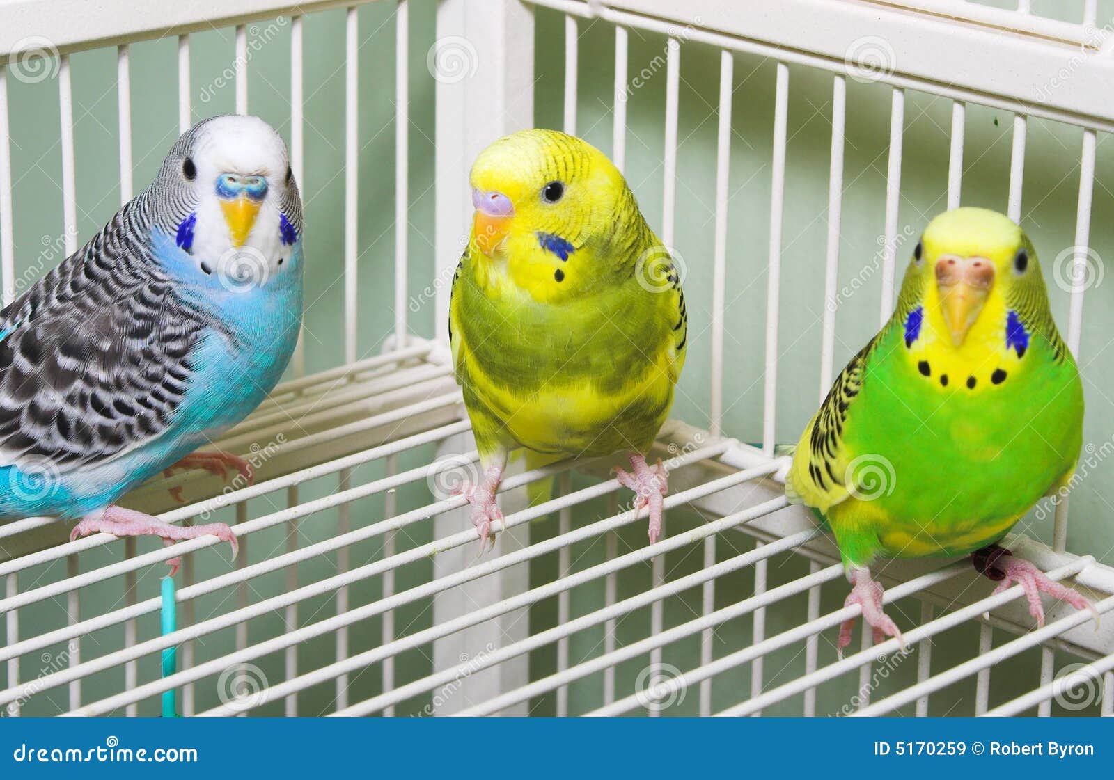 Parkieten stock afbeelding. Image of kleurrijk, vogel - 5170259