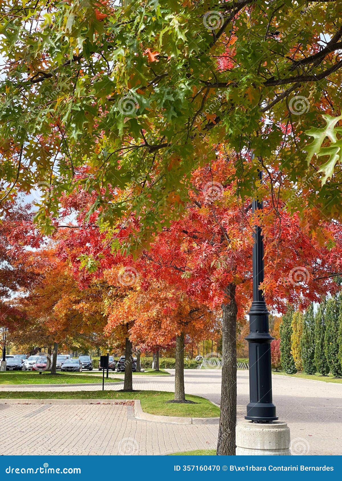 Parking Lot with Colorful Maple Trees in Fall Stock Photo - Image of ...