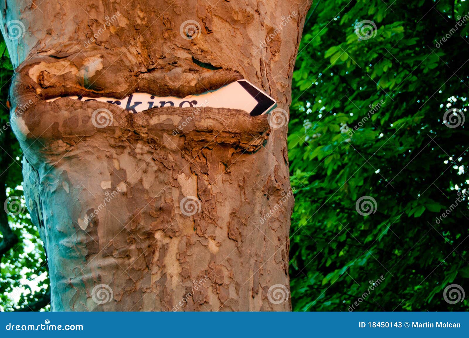 Parking sign on the tree stock image. Image of symbol - 18450143