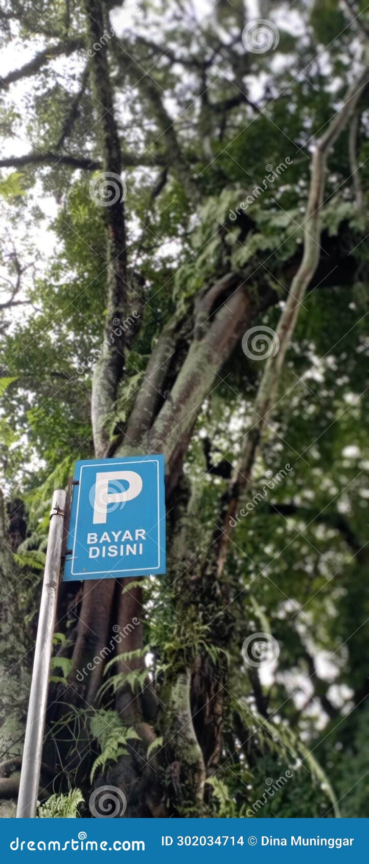 Parking Signage Under the Tree at Bandung City Stock Photo - Image of ...