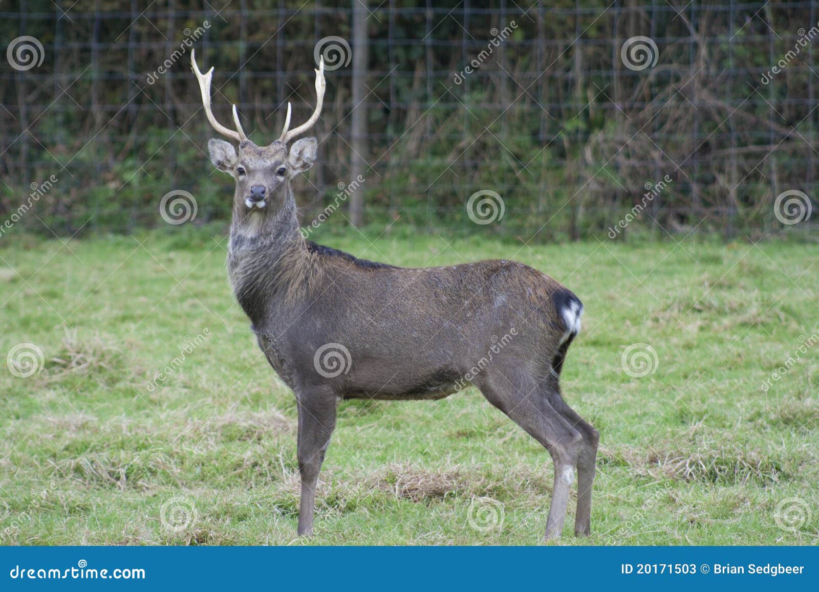 Parkland sika stag stock image. Image of nippon, cervus - 20171503