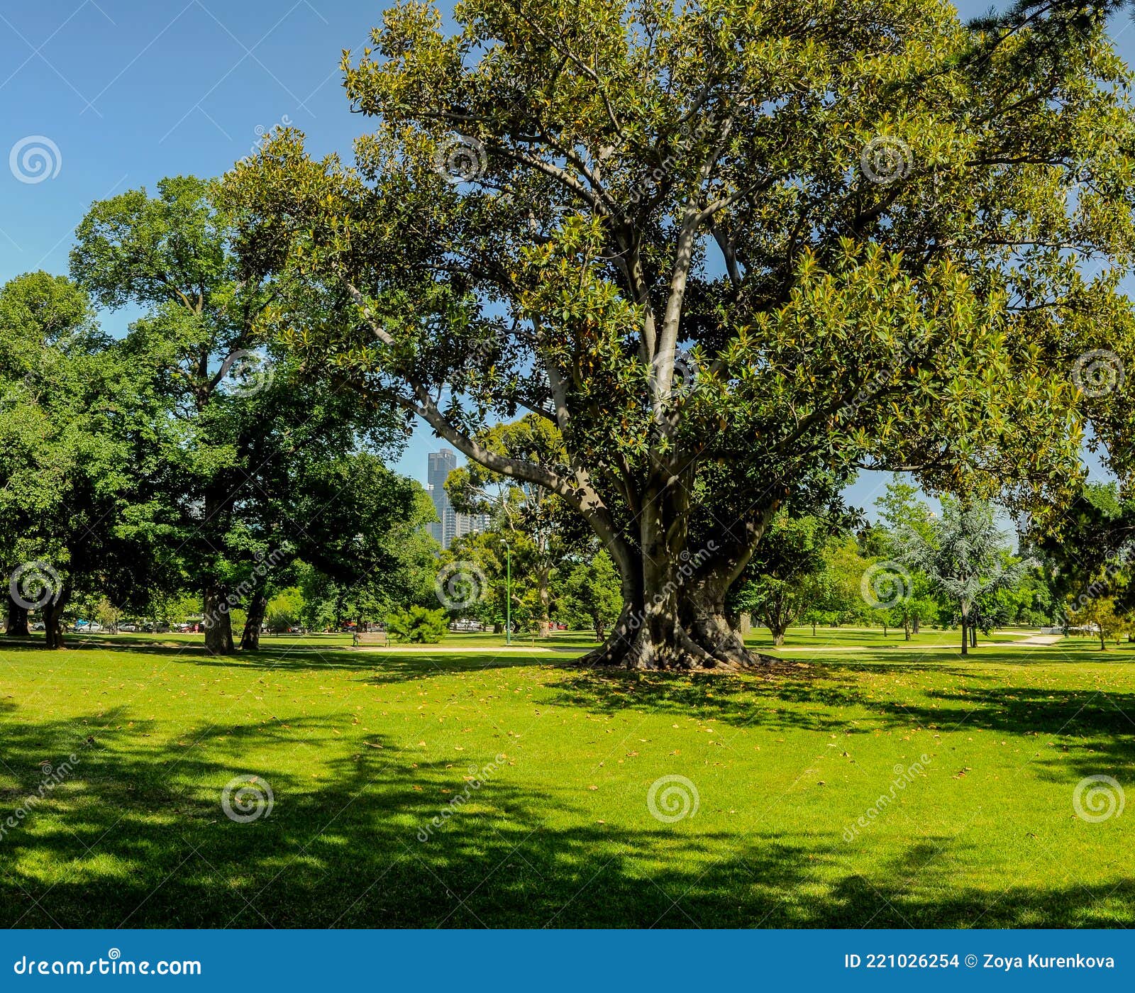 Parks and Gardens of Melbourne Stock Photo - Image of trees, melbourne ...