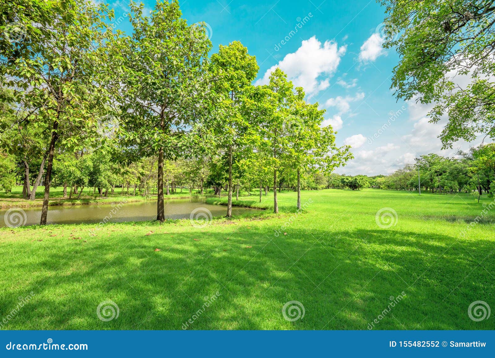 Parks and Green Trees in Spring. Stock Photo - Image of forest ...