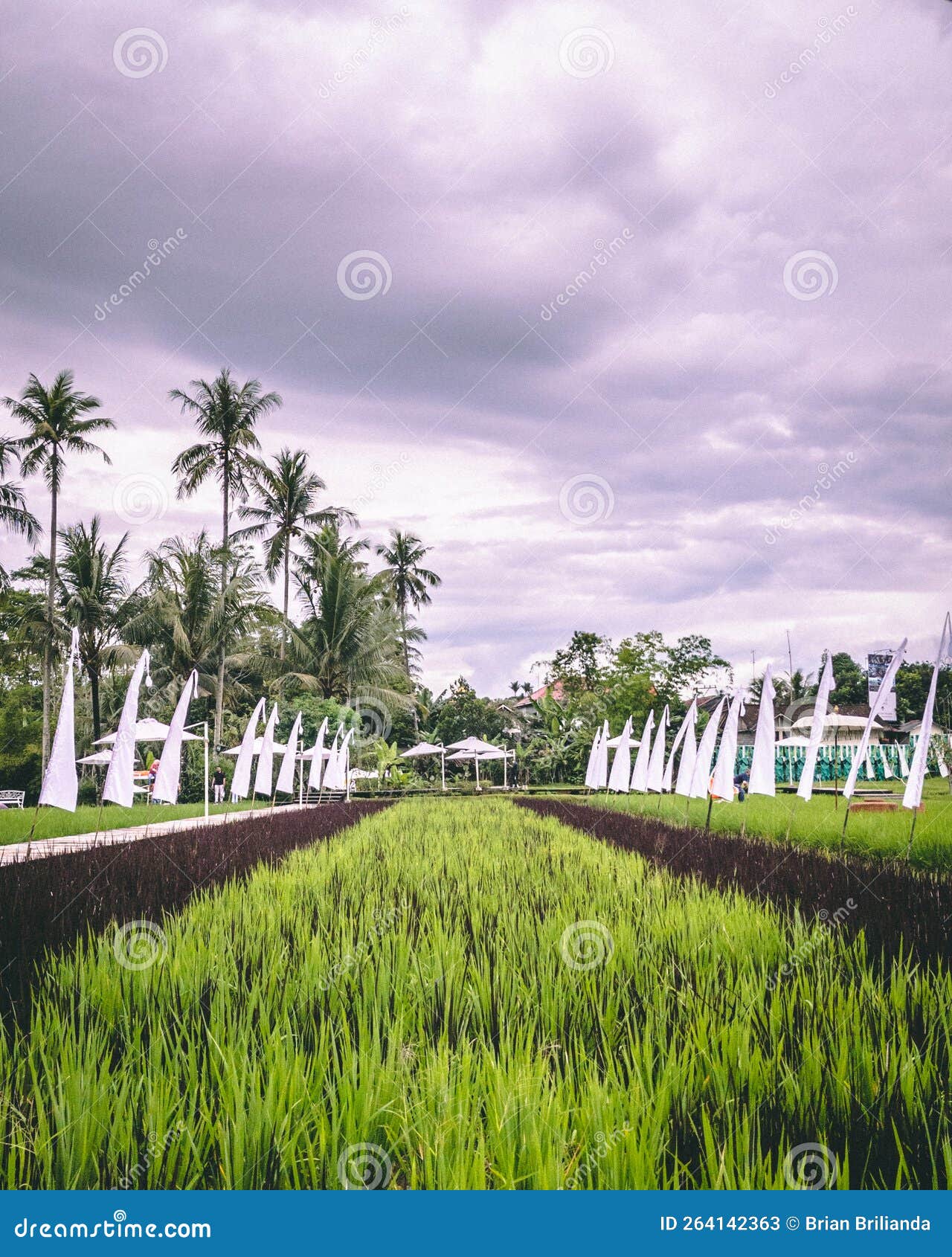 Parks in the Rice Fields after the Rain Stock Image - Image of parks ...