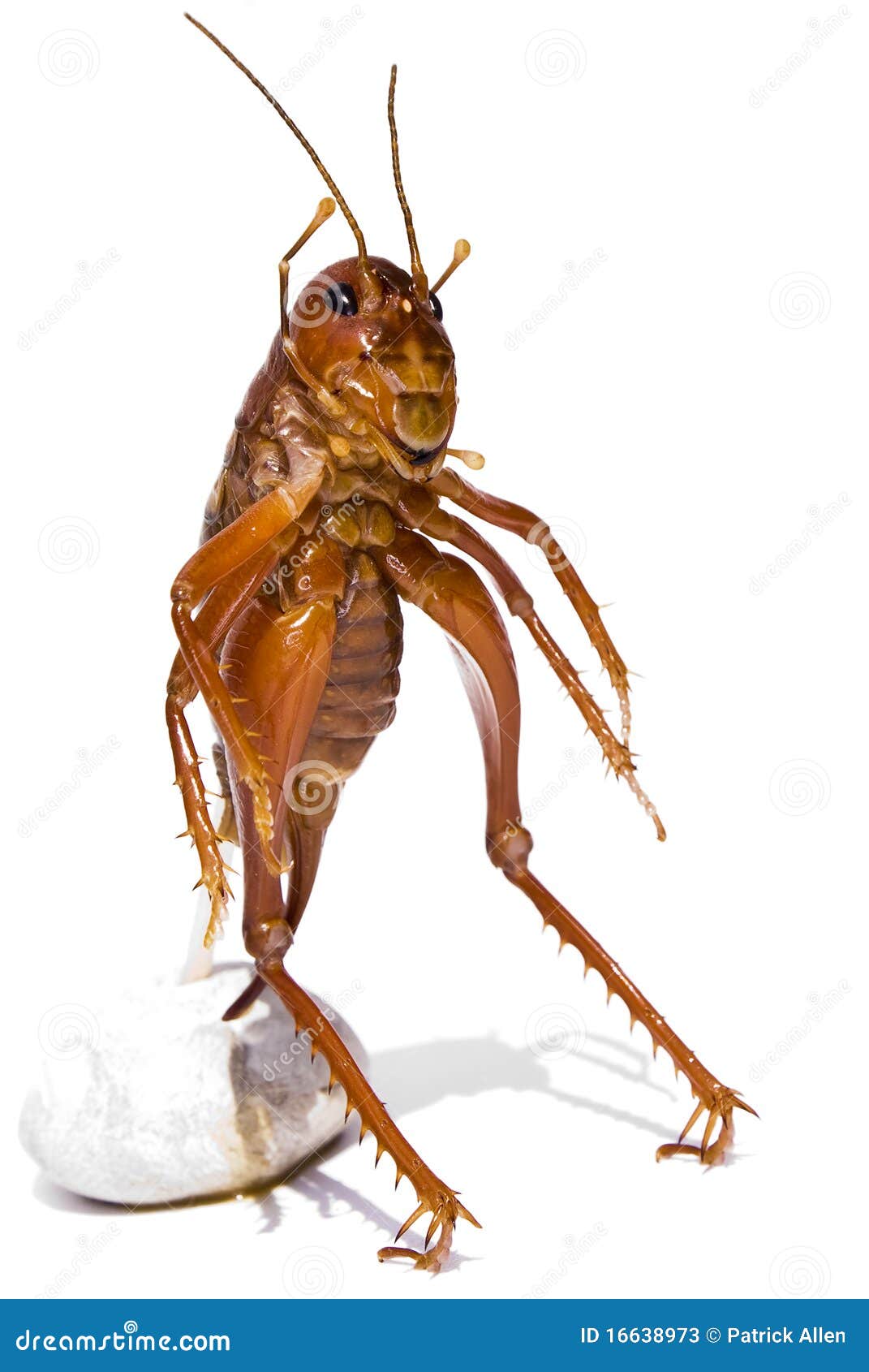 The Parktown Prawn stock image. Image of exoskeleton - 16638973