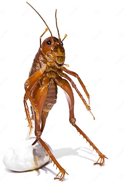 The Parktown Prawn stock image. Image of exoskeleton - 16638973