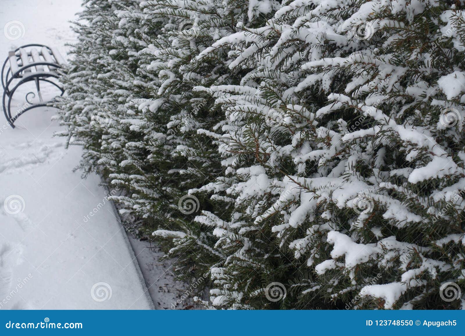 Parkway in Winter with Yew Hedge and Bench Covered with Snow Stock ...