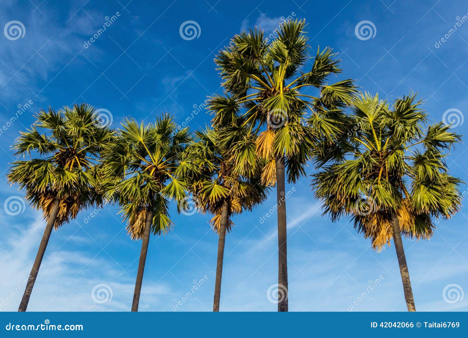 Parm tree on daylight stock photo. Image of plant, pattern - 42042066