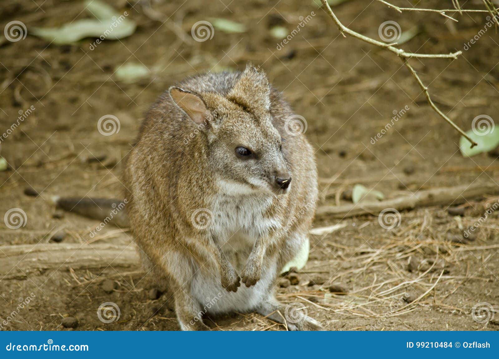 Parma-Wallaby stockfoto. Bild von australien, schnauze - 99210484