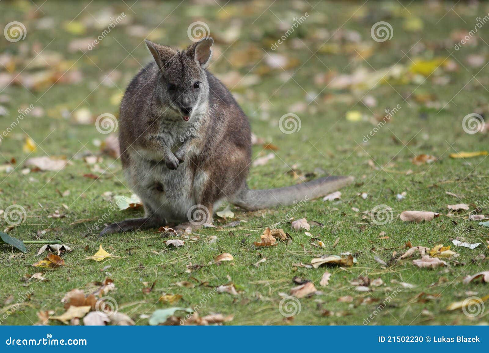 Parma wallaby juvenile stock photo. Image of animal, nature - 21502230
