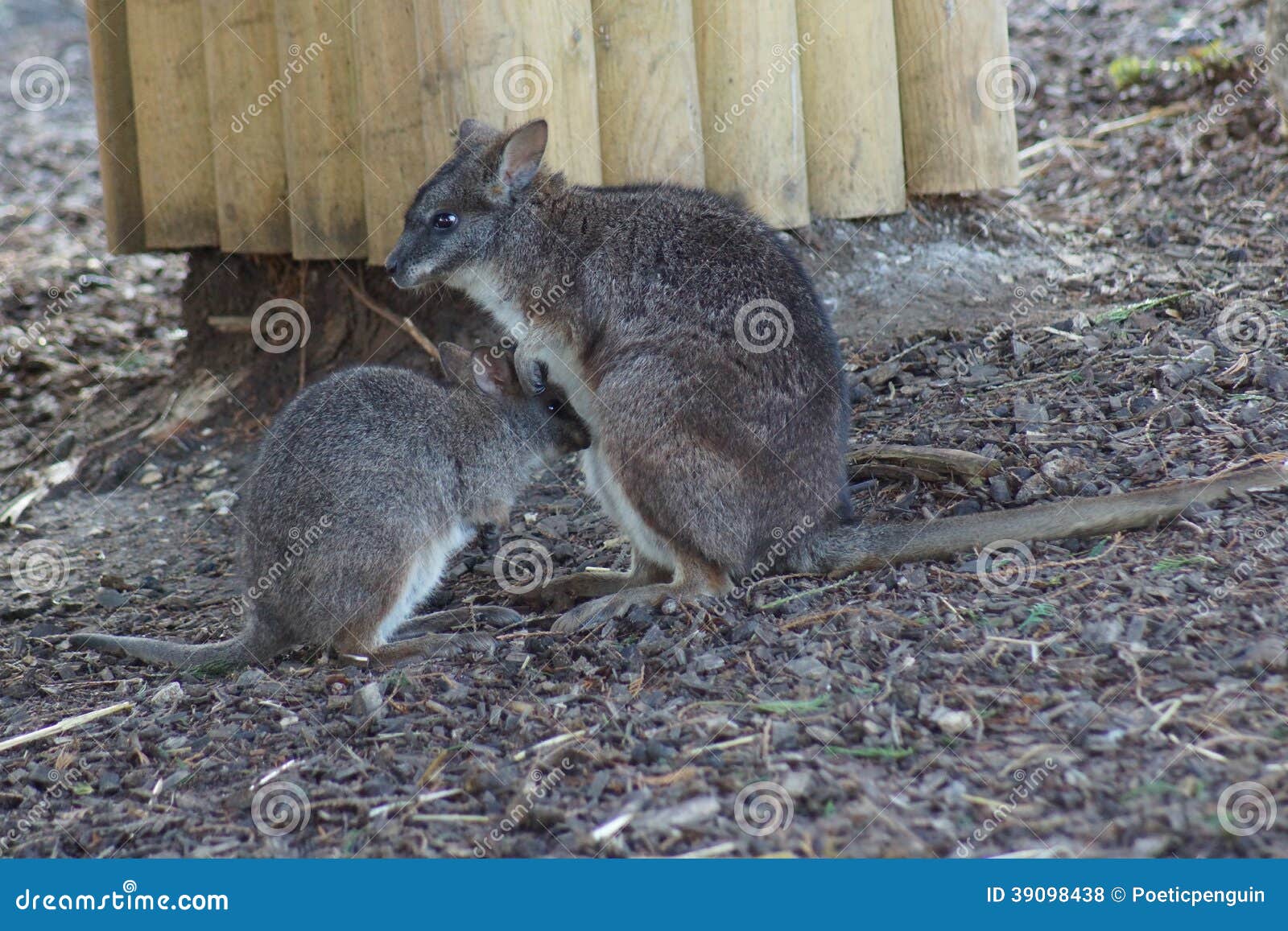 Parma Wallaby - Macropus Parma Stock Photo - Image of animalia, white ...