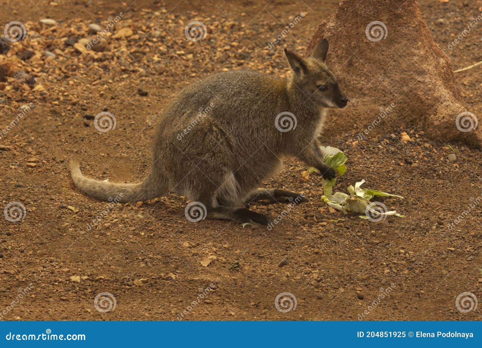 The Parma Wallaby Macropus Parma. Stock Image - Image of australia ...