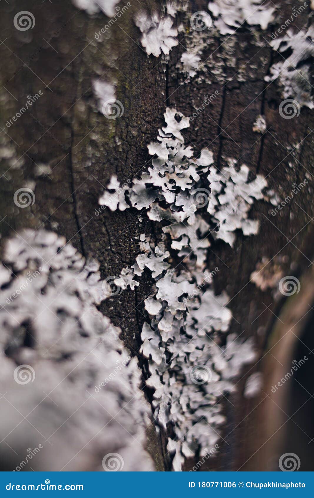 Parmelia on the Tree. Gray Lichen on a Tree Branch. Abstract Image ...