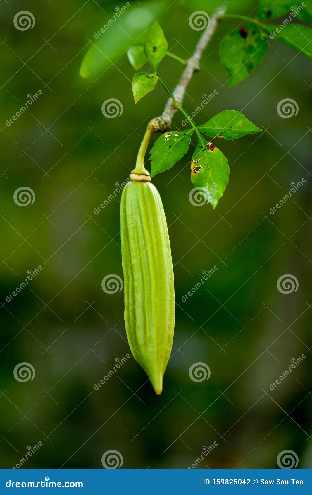 Parmentiera Edulis, Candle Tree Stock Photo - Image of long, leaf ...