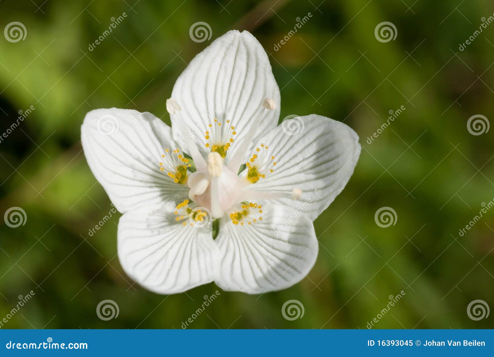 Parnassia stock image. Image of parnassus, bloom, white - 16393045