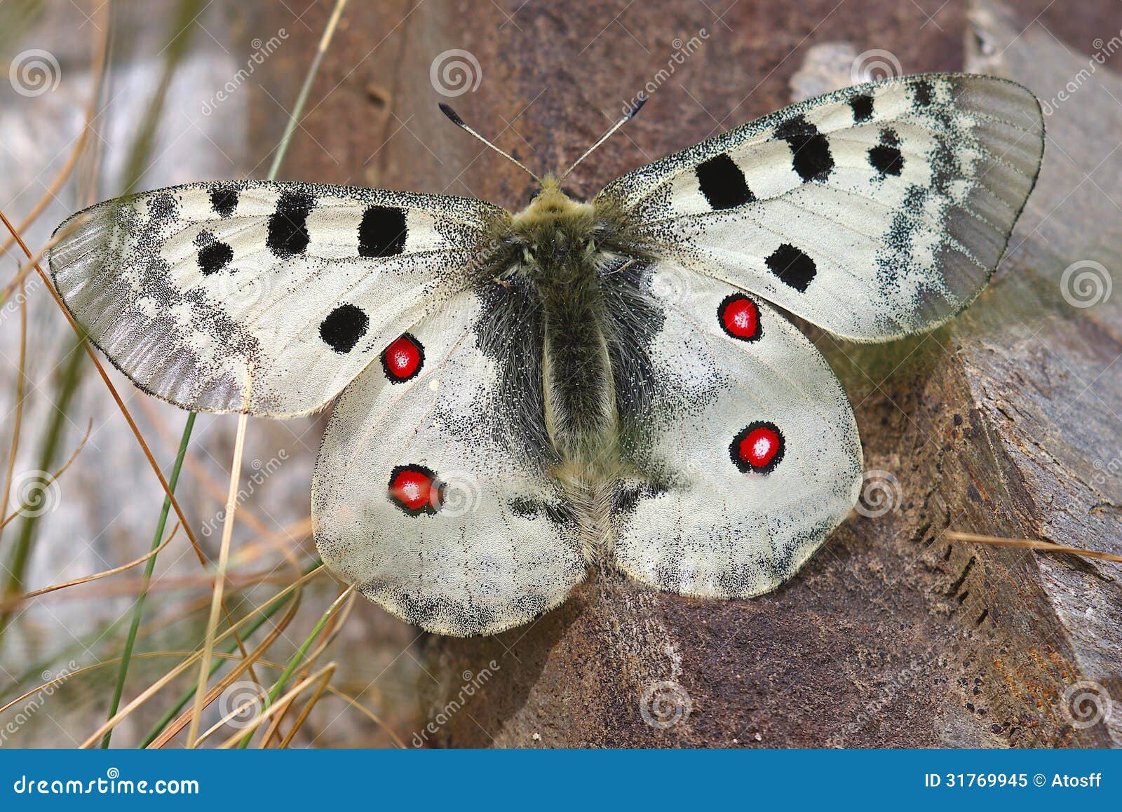 Parnassius apollo stock image. Image of entomology, moth - 31769945