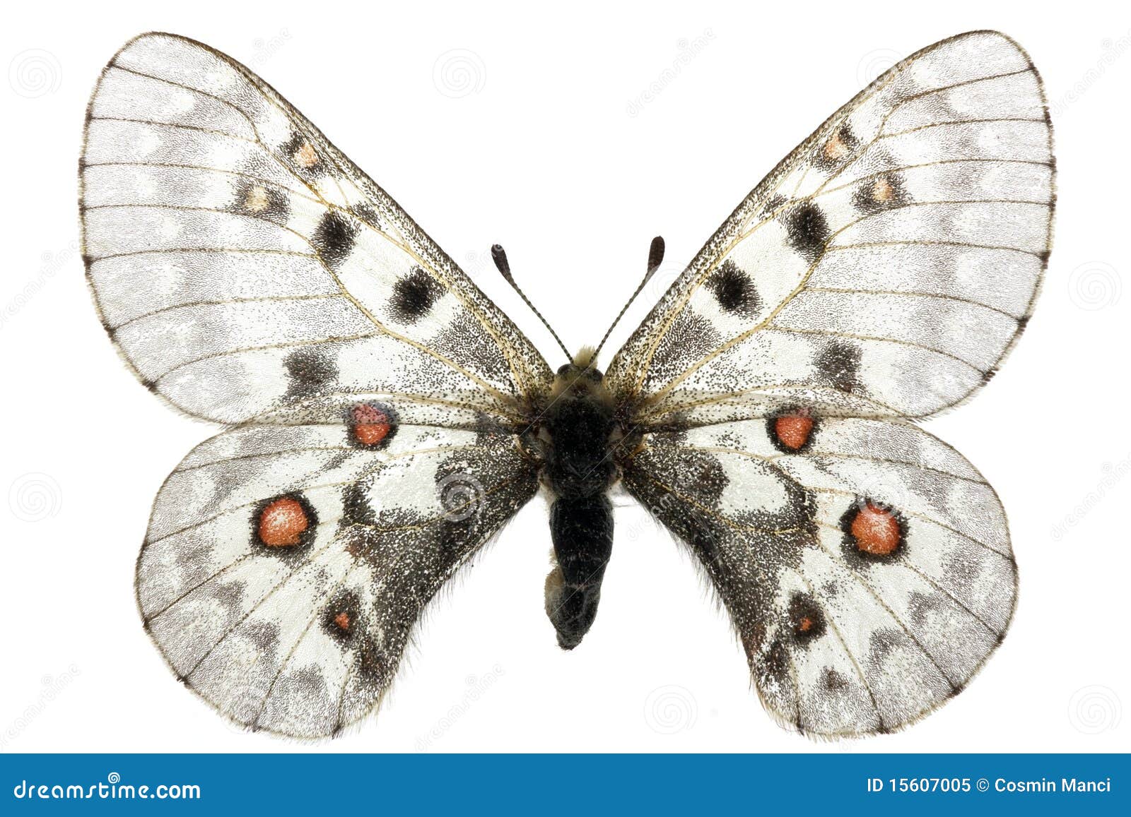 Parnassius phoebus stock image. Image of green, nature - 15607005