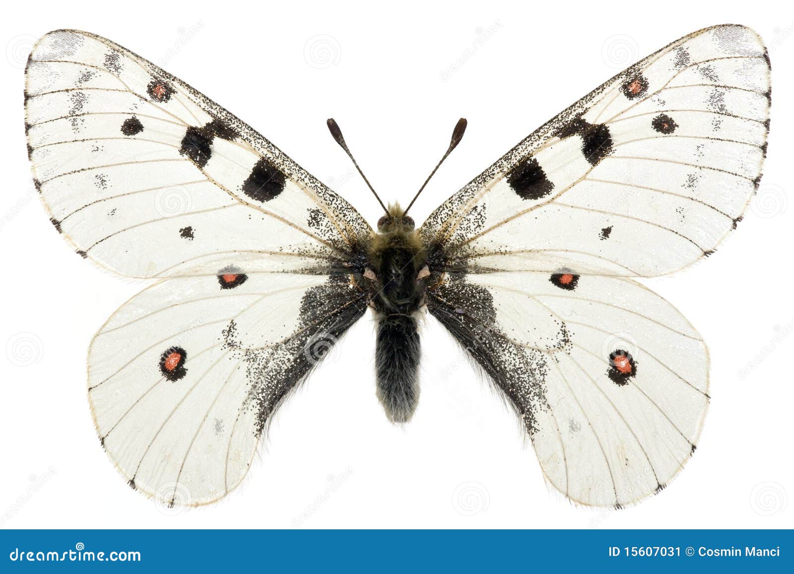 Parnassius phoebus stock image. Image of lepidoptera - 15607031