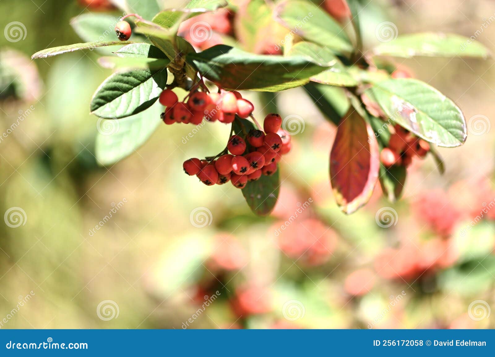 Parney Cotoneastea Cotoneastea Lacteus 6 Stock Photo - Image of berries ...