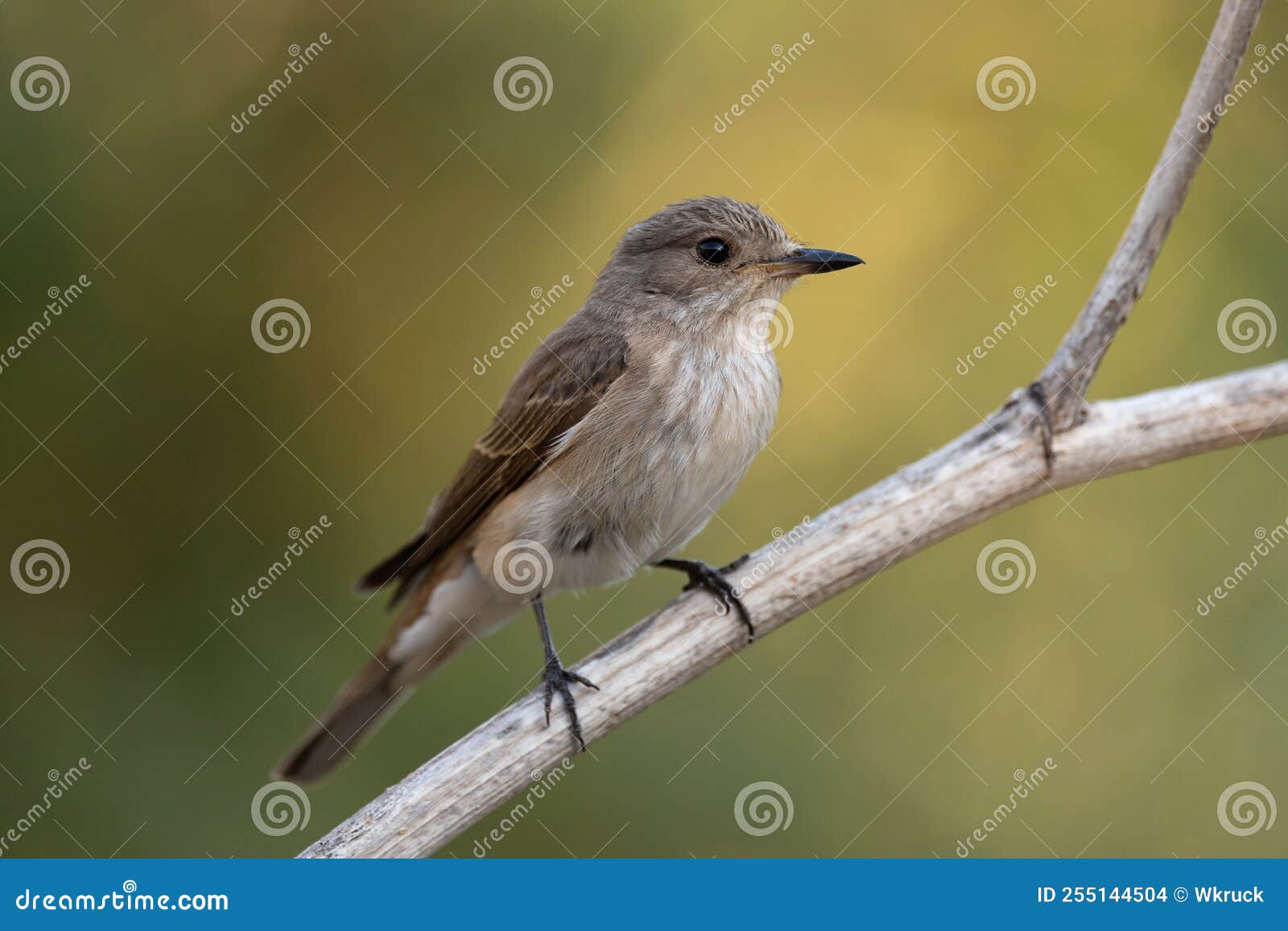 Paro flycatcher foto de archivo. Imagen de manchado - 255144504