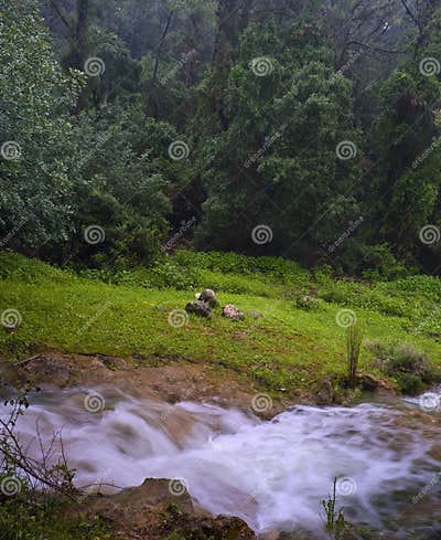 Parod River Israel stock photo. Image of flow, cascade - 8402306