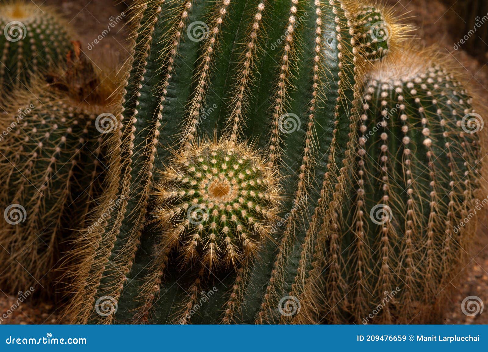 Parodia Claviceps Soegazz. CACTACEAE Stock Image - Image of claviceps ...