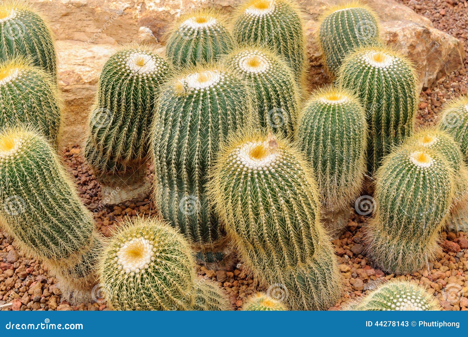 Parodia Claviceps Spegazz Cactaceae Royalty-Free Stock Photography ...
