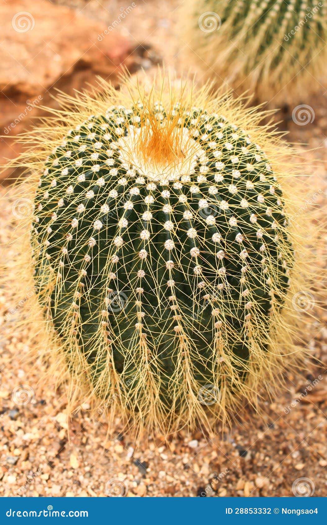 Parodia Claviceps Soegazz. CACTACEAE. Royalty-Free Stock Photography ...