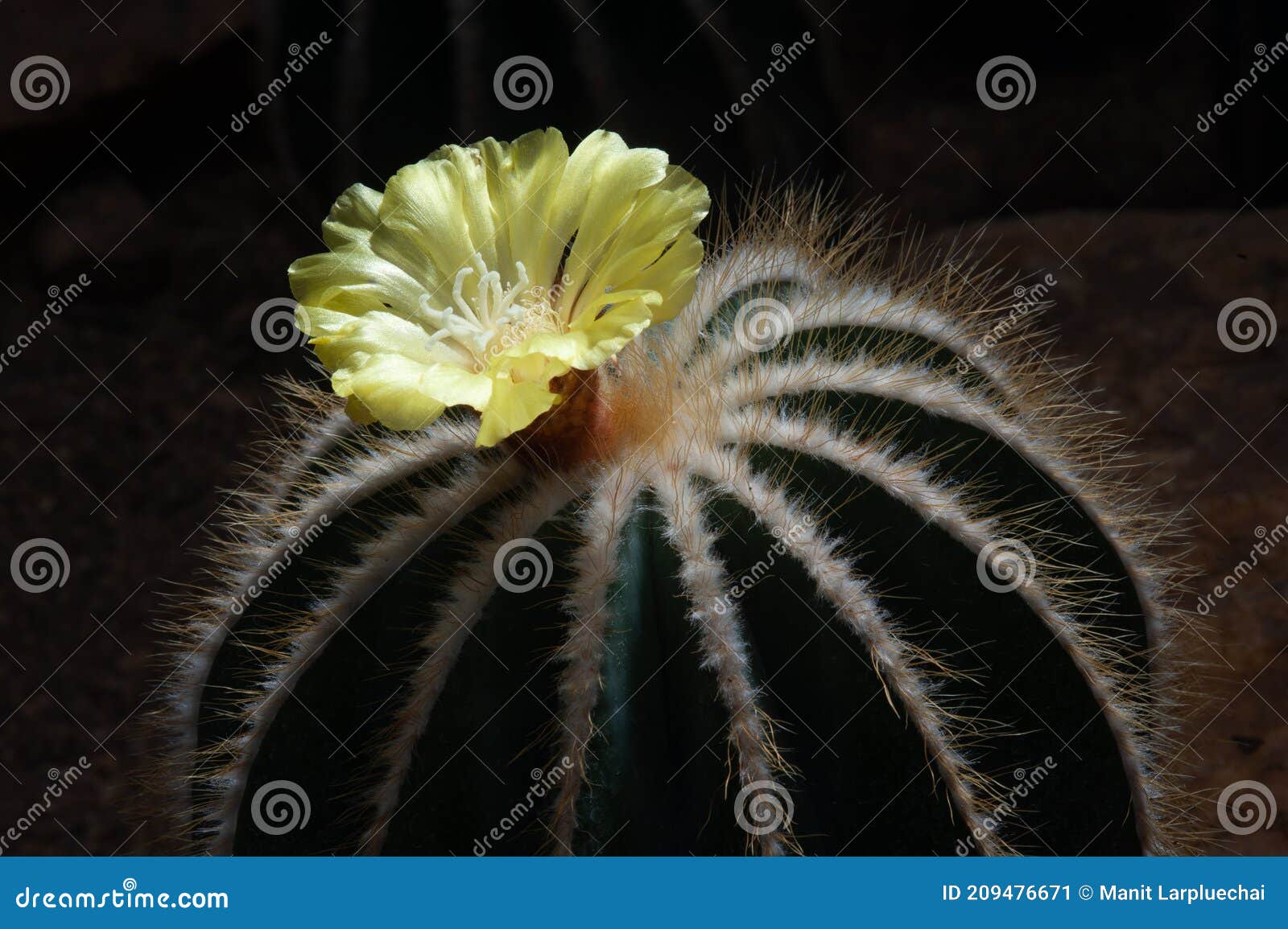 Parodia Claviceps Spegazz Cactaceae Royalty-Free Stock Photography ...