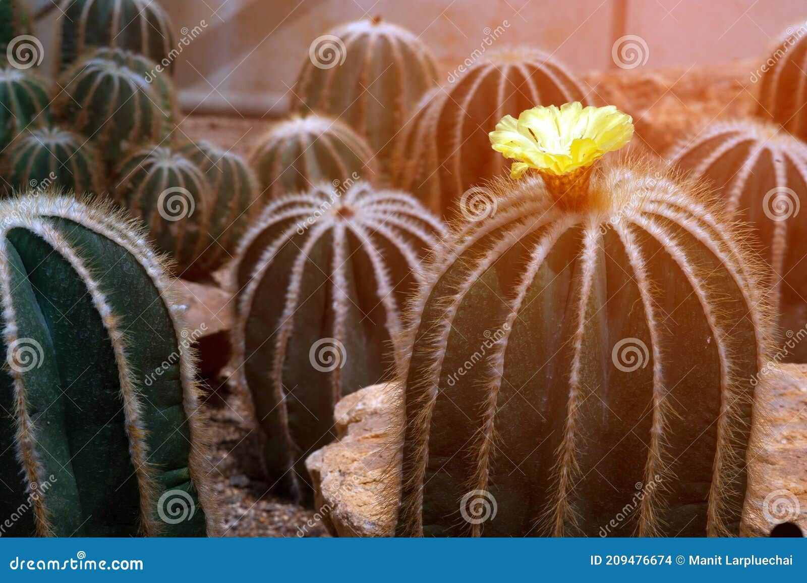 Parodia Claviceps Soegazz. CACTACEAE. Royalty-Free Stock Photography ...