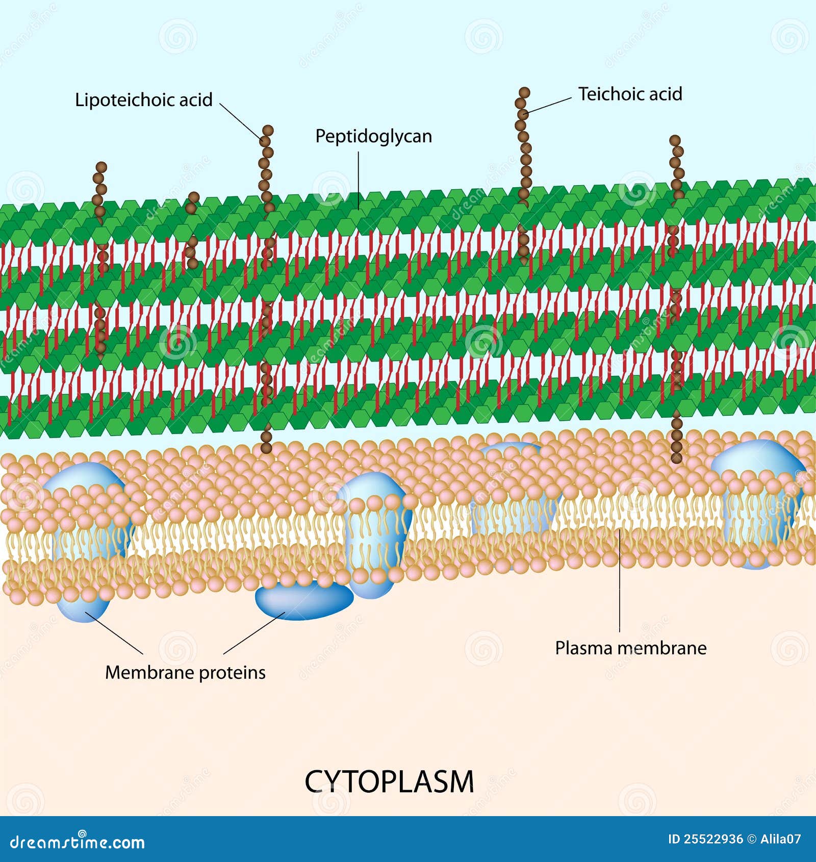 Paroi Cellulaire Bactérienne Grampositive Illustration de Vecteur ...