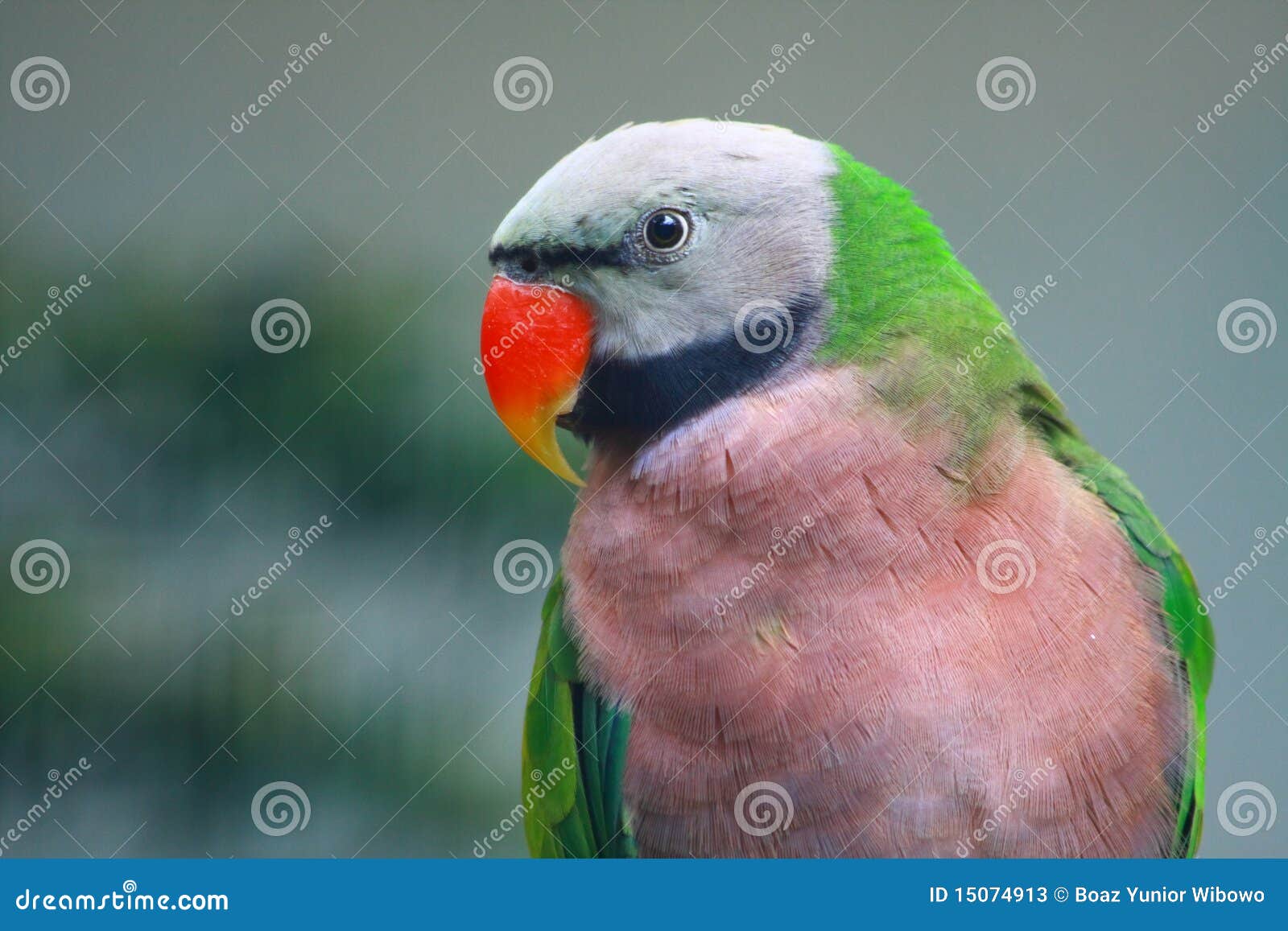 Parot Red Bird Stock Photography | CartoonDealer.com #208671164