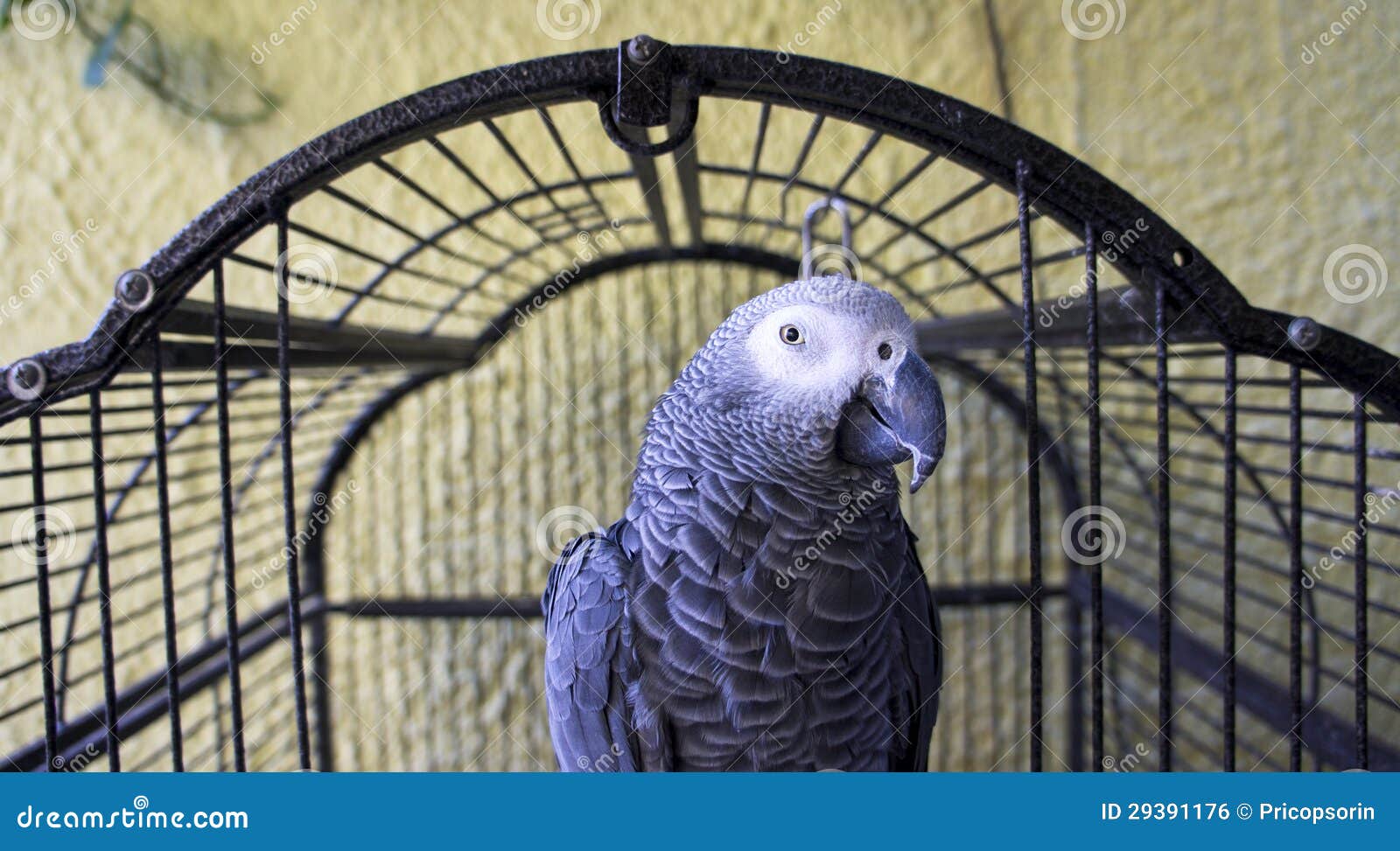 Parot stock photo. Image of cage, blue, parot, bird, animal - 29391176