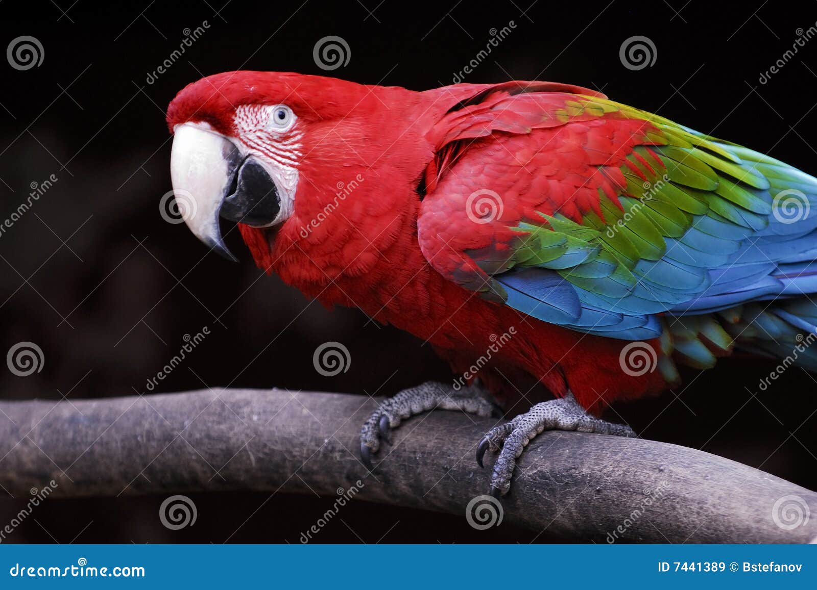Parot Red Bird Stock Photography | CartoonDealer.com #208671164