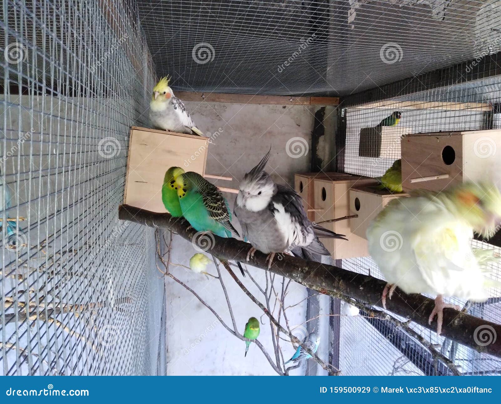 Parot stock image. Image of parot, bird, color, wildlife - 159500929