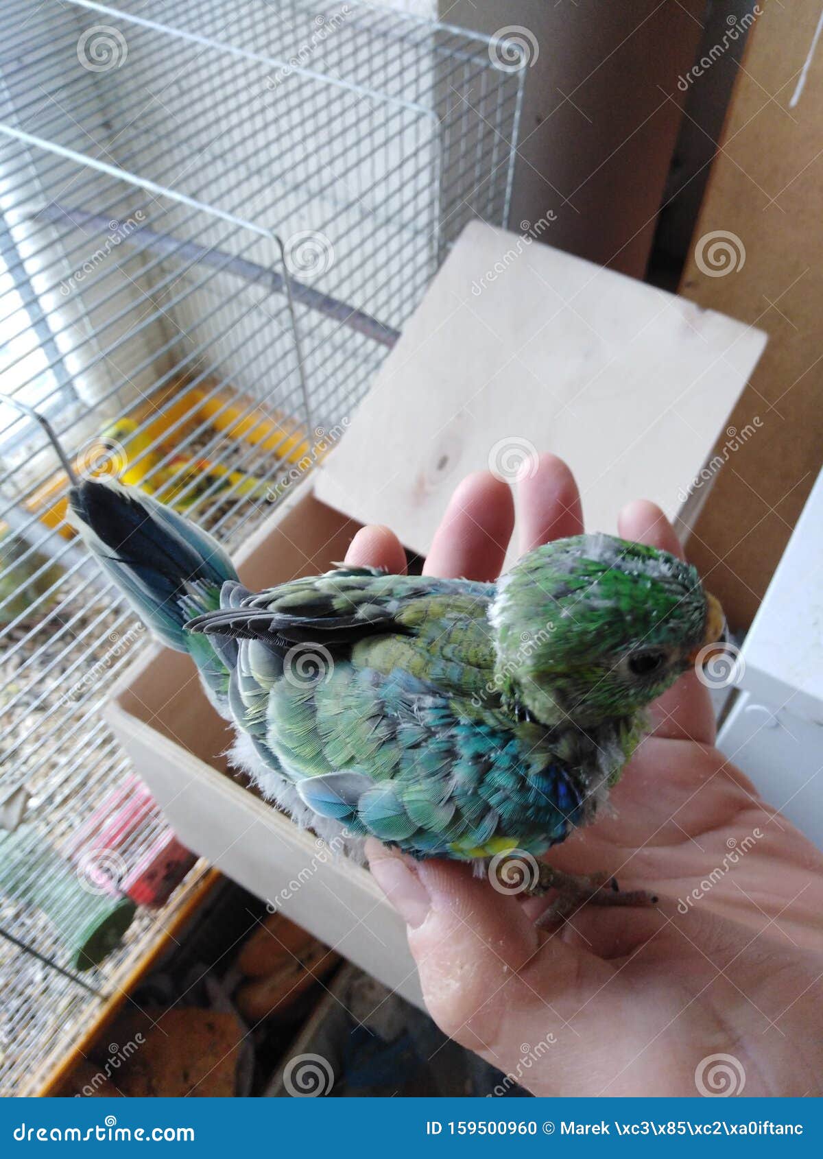 Parot stock photo. Image of color, funny, happy, parot - 159500960