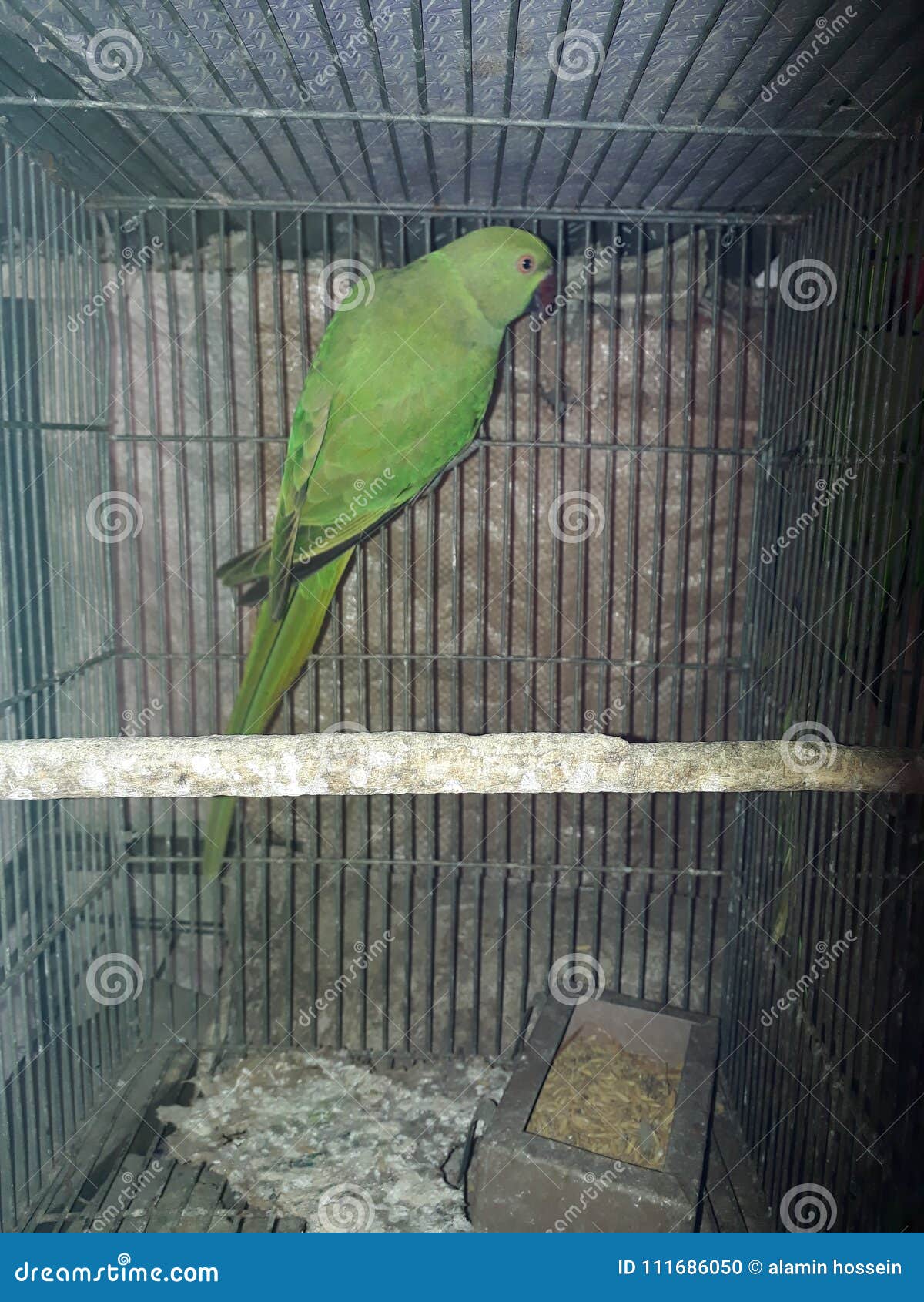 Parot Bird stock photo. Image of parot, favourite, nice - 111686050