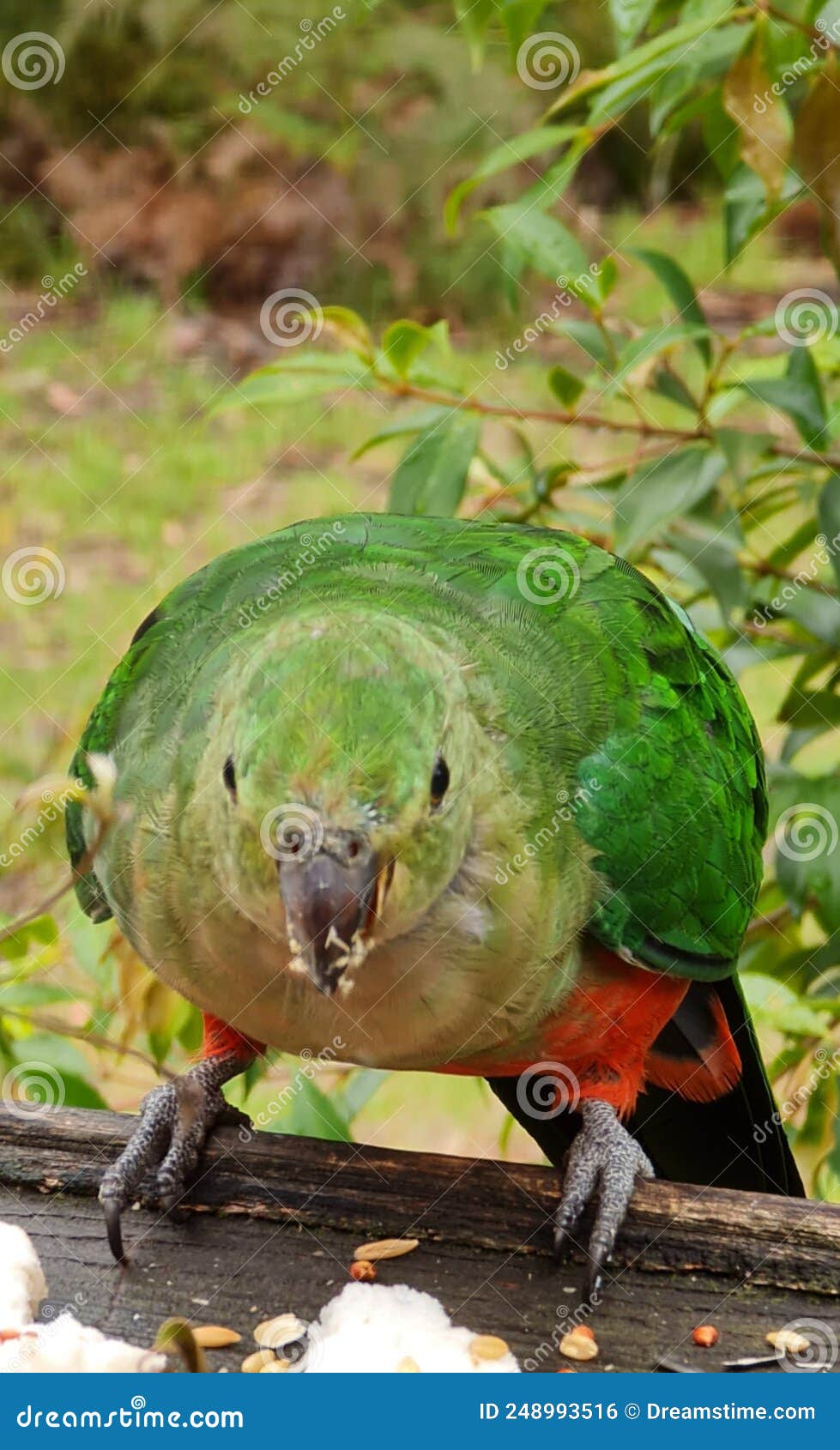 Parot birds Australia stock photo. Image of australia - 248993516