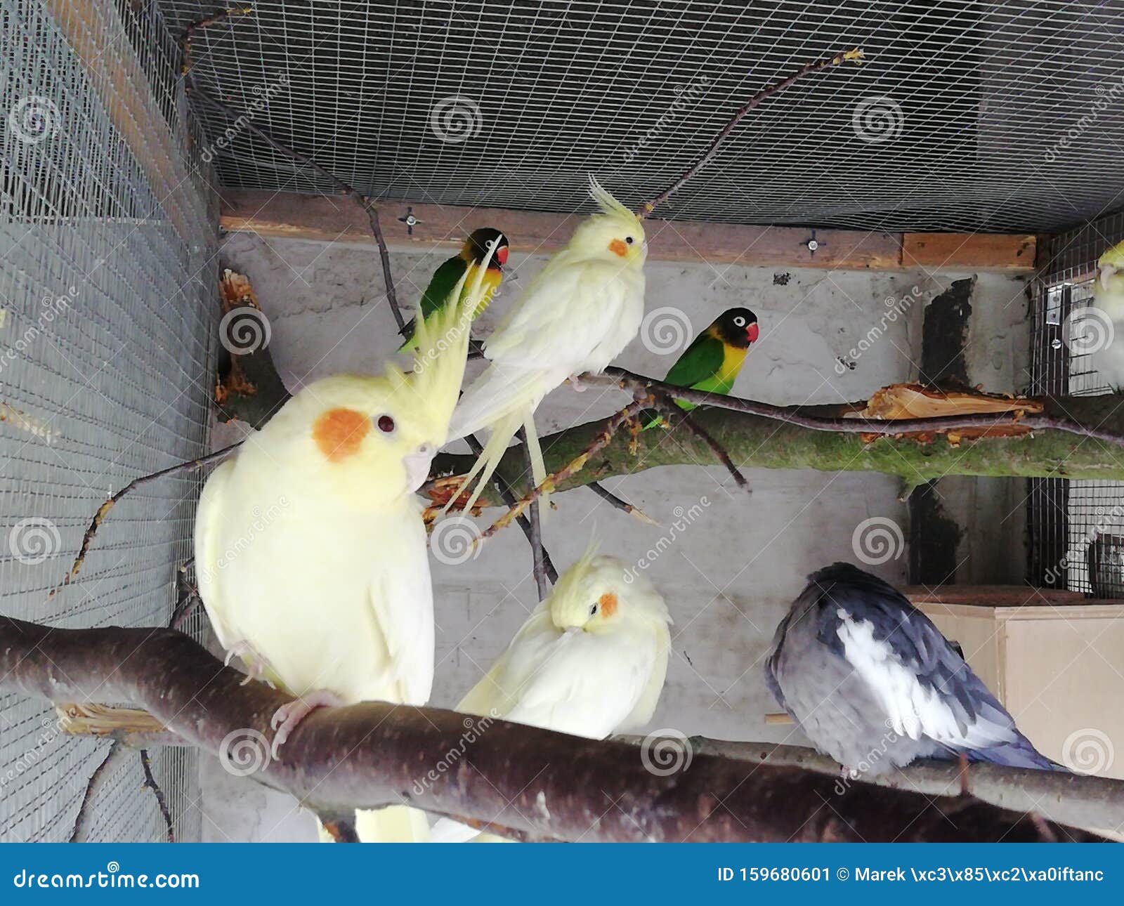 Parot stock image. Image of color, parot, happy, bird - 159680601