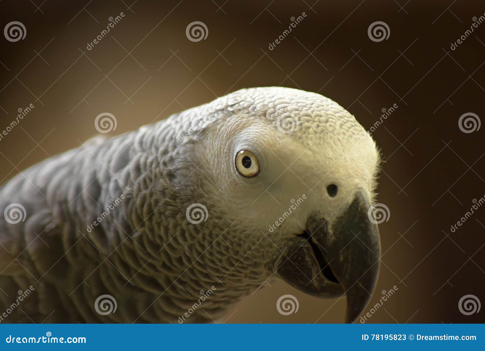 Parot stock image. Image of dream, parot, sleepping, wildlife - 78195823