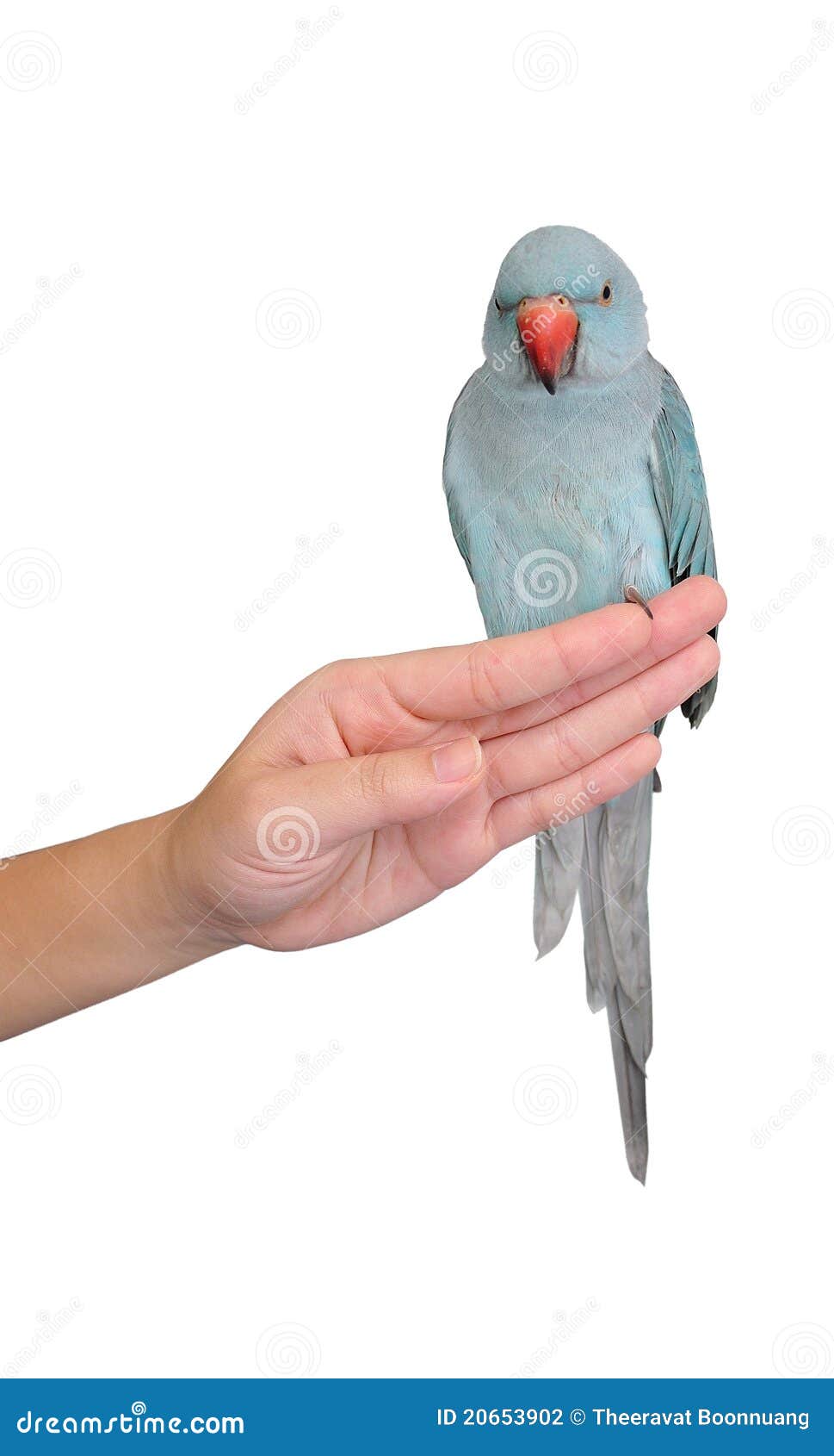 Parot en la mano aislada foto de archivo. Imagen de aviar - 20653902