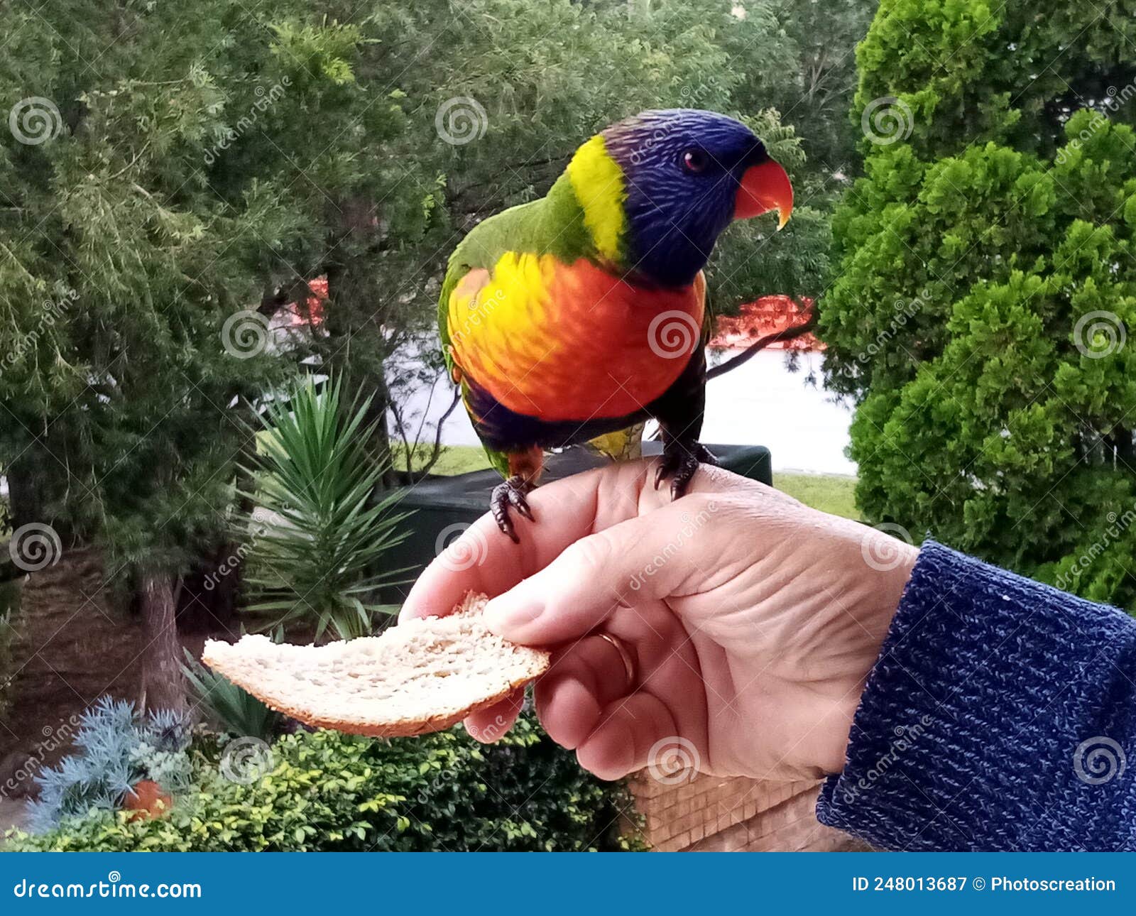 Parot on hand , stock image. Image of yellow, flower - 248013687