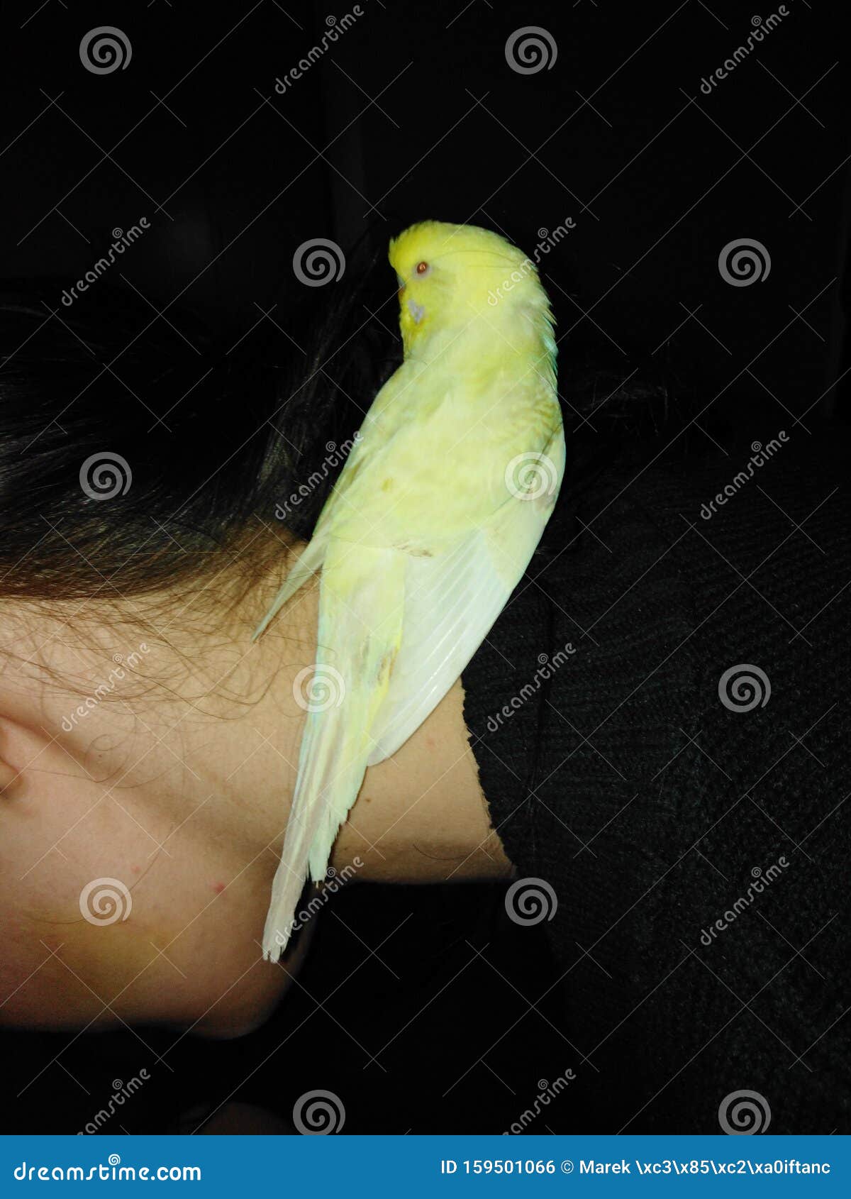 Parot stock photo. Image of bird, color, happy, parot - 159501066