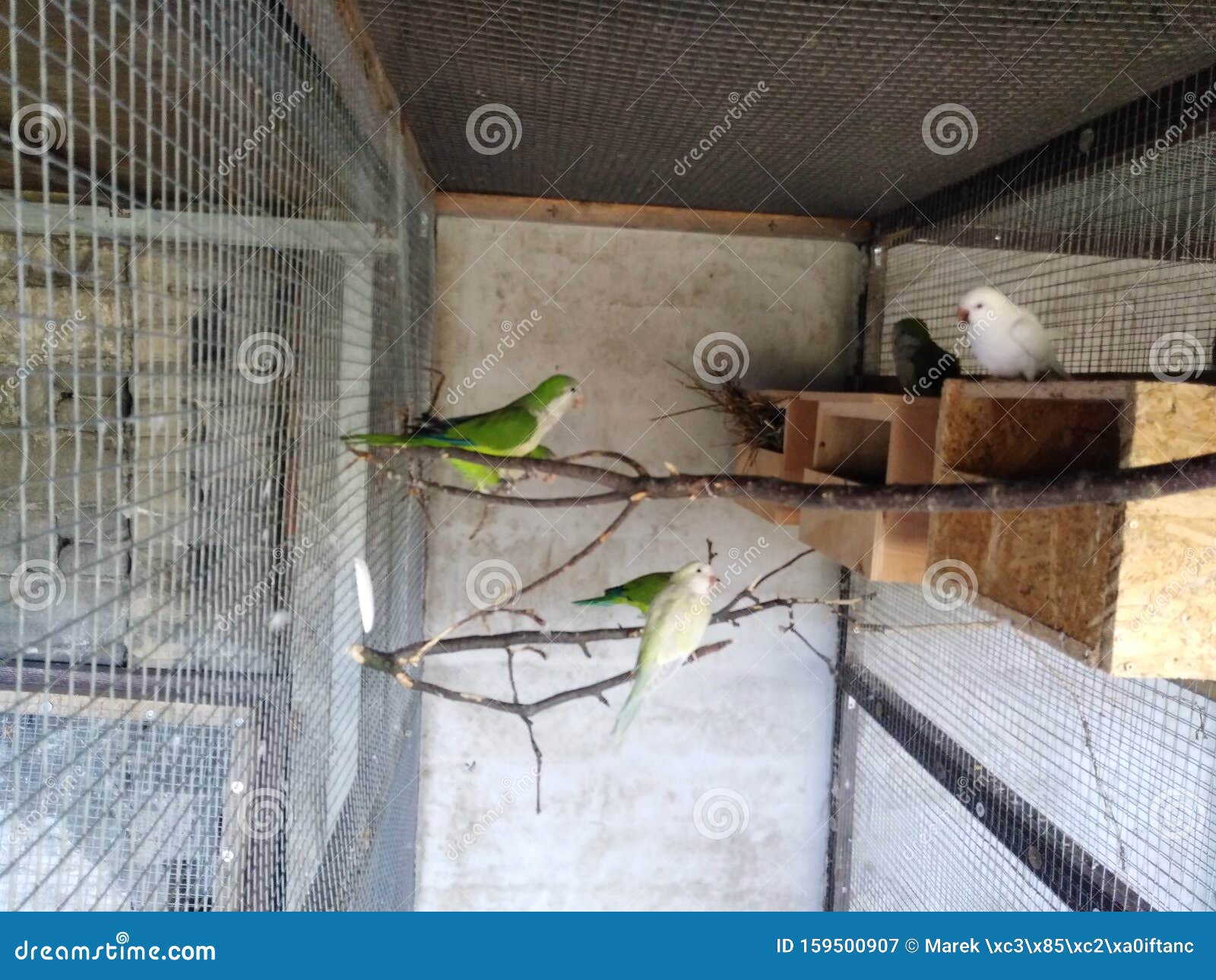 Parot stock image. Image of color, parots, happy, parot - 159500907