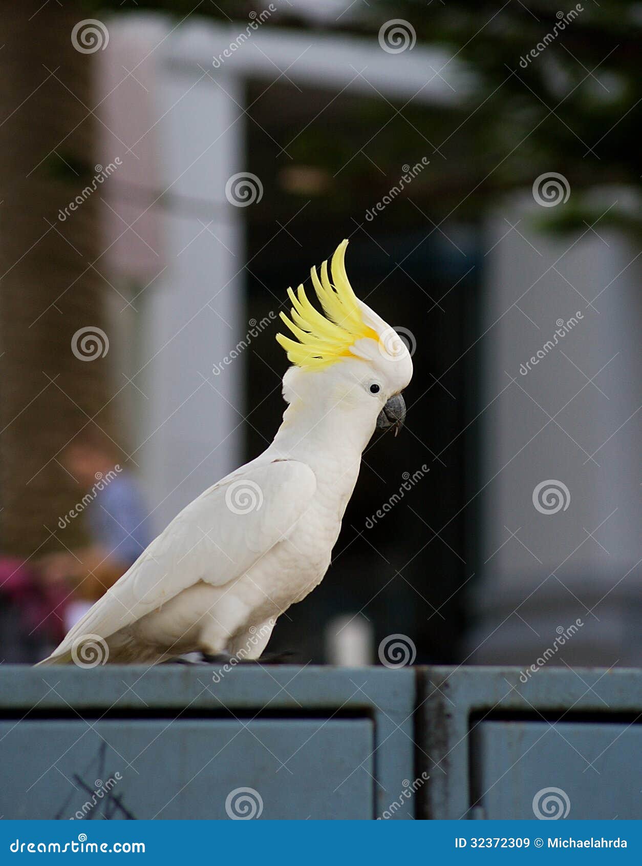 Parot stock image. Image of wild, cacadu, yelow, living - 32372309