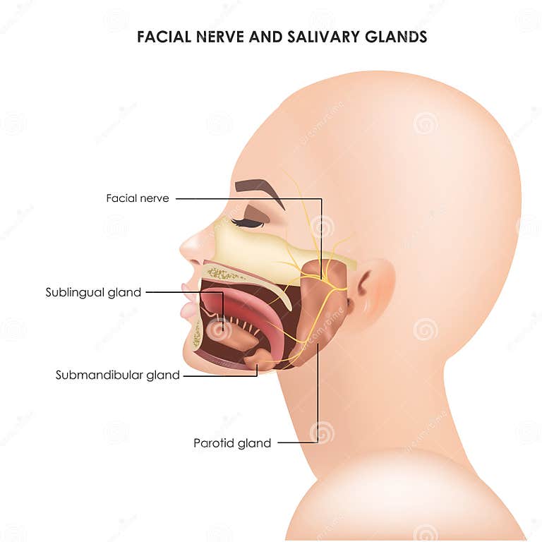 Parotid Glands and Facial Trigeminal Nerve. Realistic Medical ... Parotid Glands and Facial Trigeminal Nerve. Realistic Medical ...