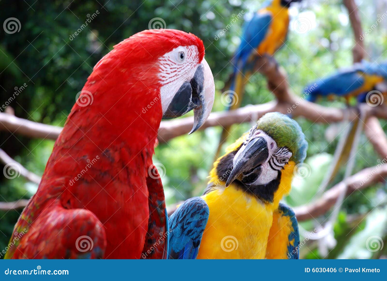 Parots stock photo. Image of animals, climate, rain, beauty - 6030406