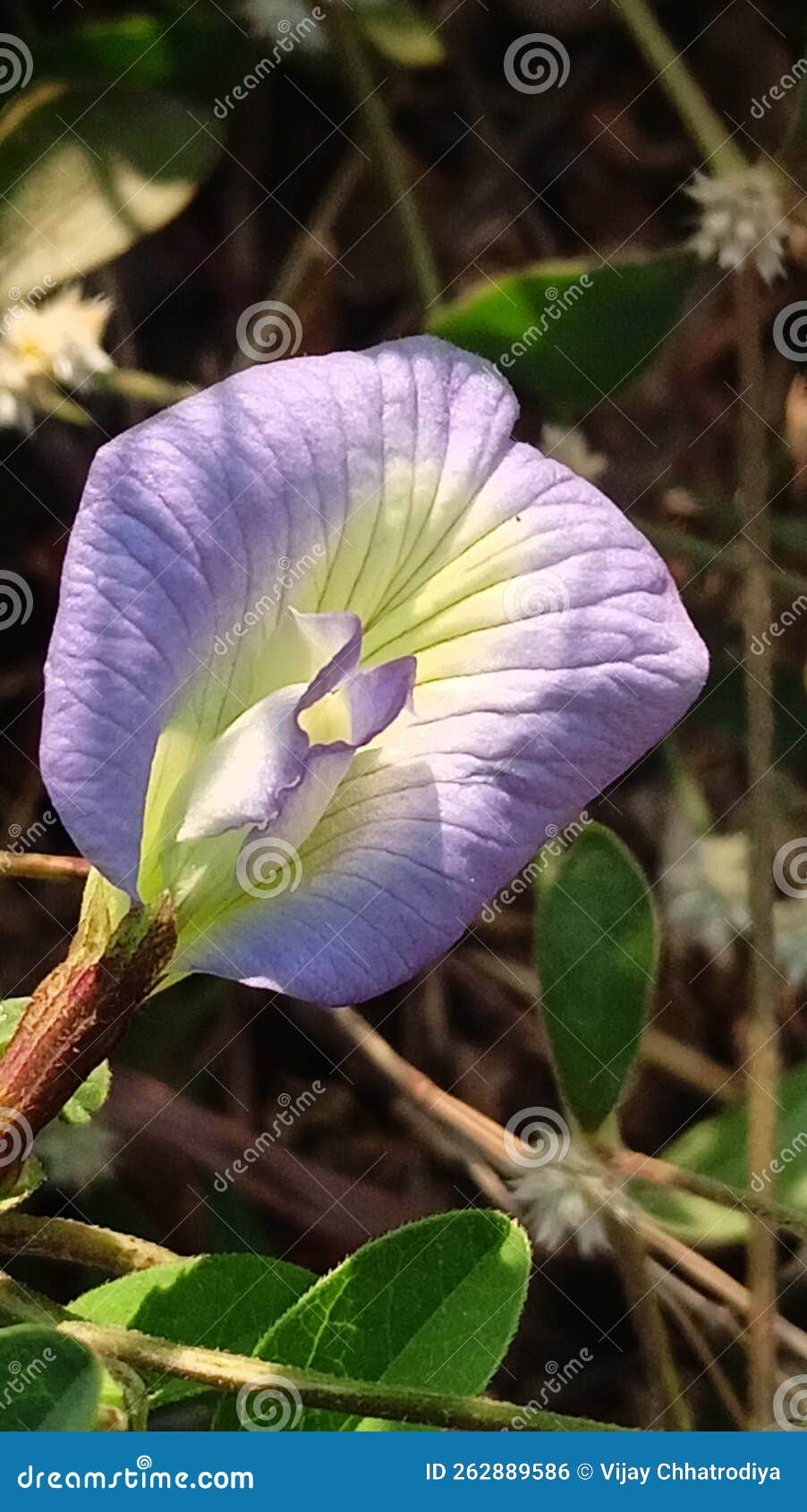 Purple flower stock photo. Image of organ, plant, parpal - 262889586