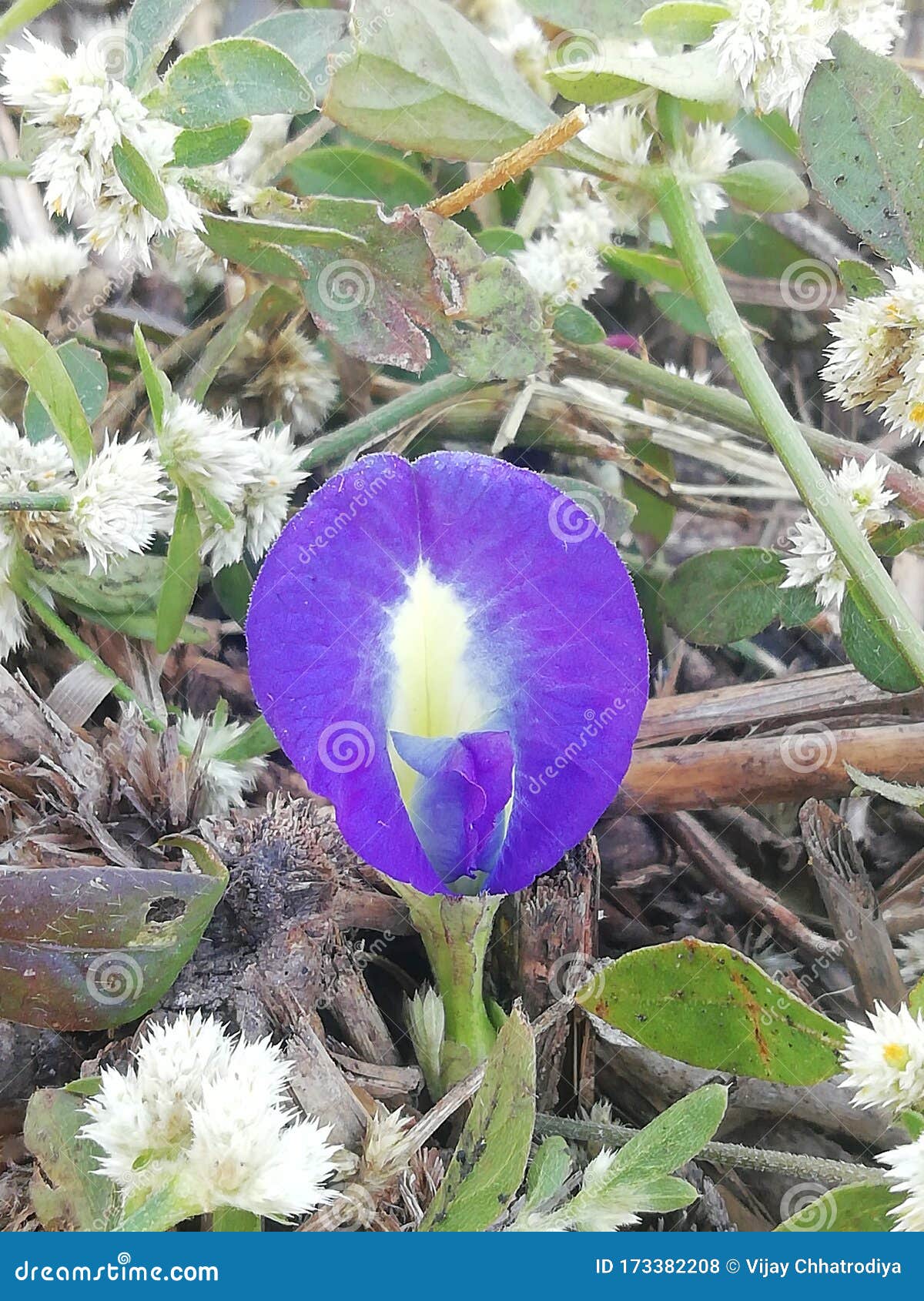 Parpal Photos - Free & Royalty-Free Stock Photos from Dreamstime