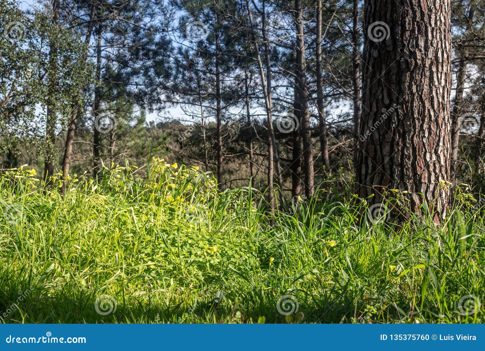 Parque Coloreado Verde Hermoso Foto de archivo - Imagen de belleza ...